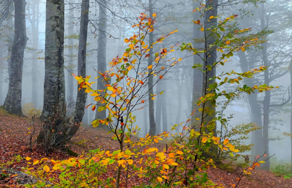 misty by yilmazken | 500px
