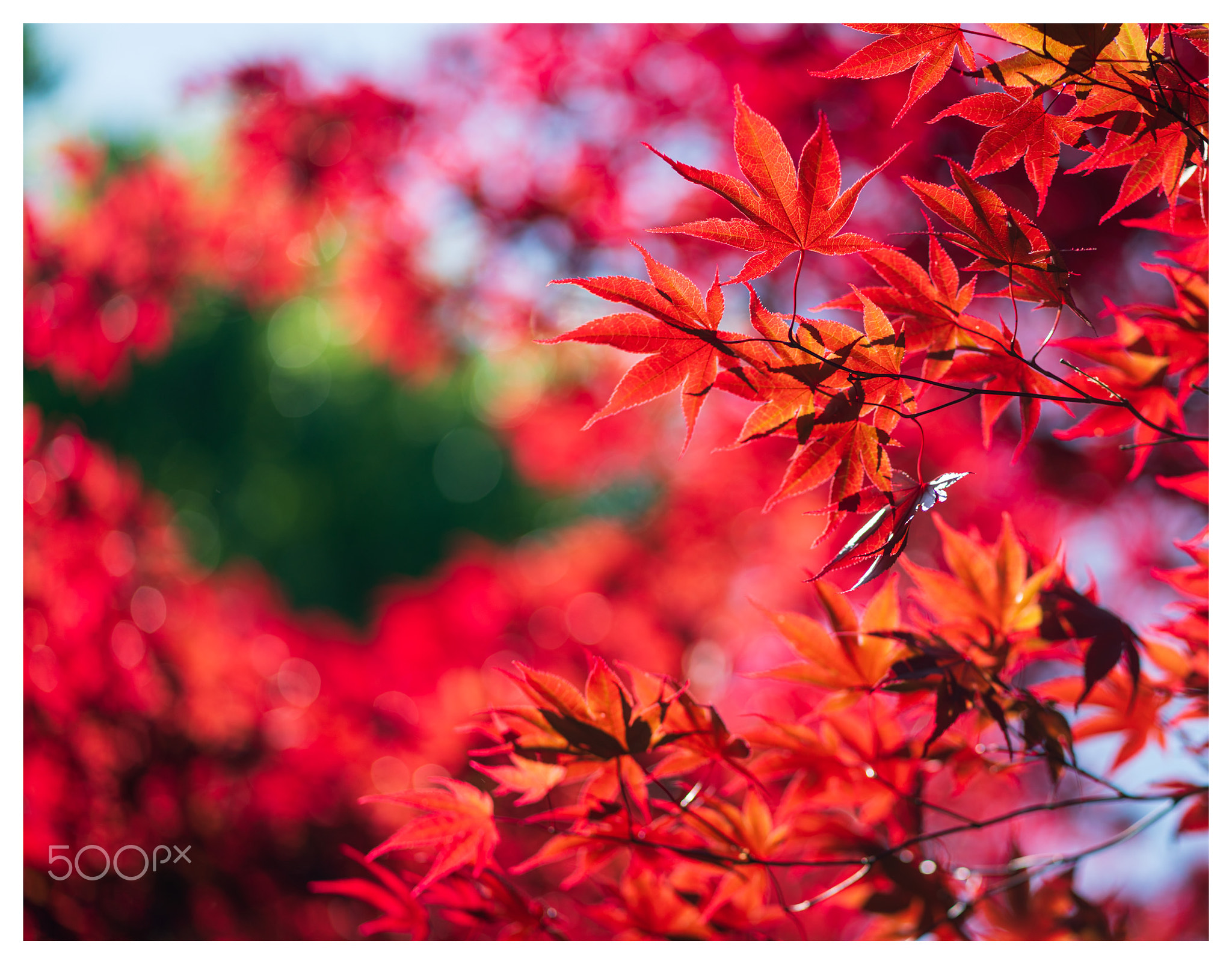 Maple red by Robert Pacheco | 500px