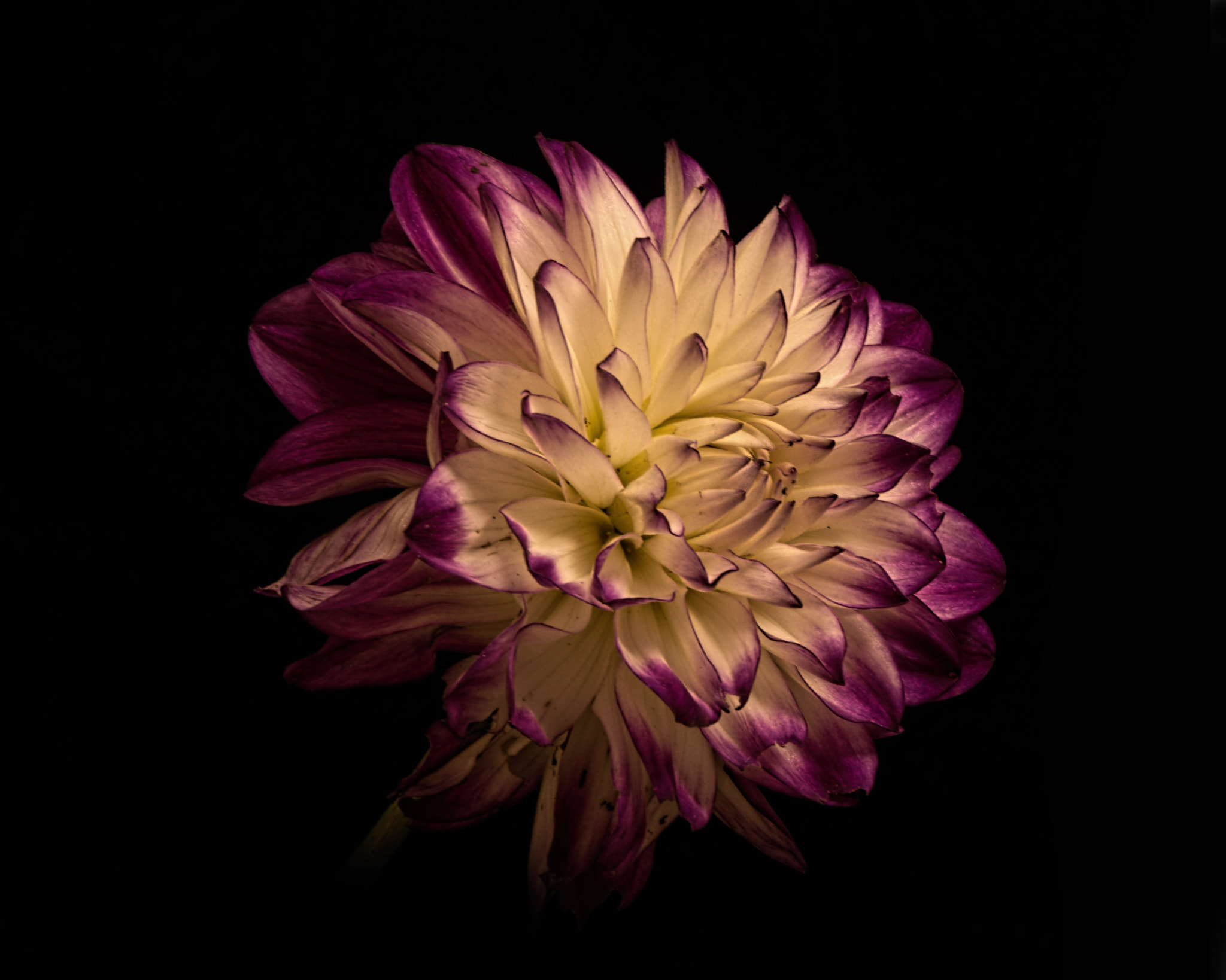 Dahlia Flower in Dark Setting Revealing Intricacy and Dramatic Beauty ...