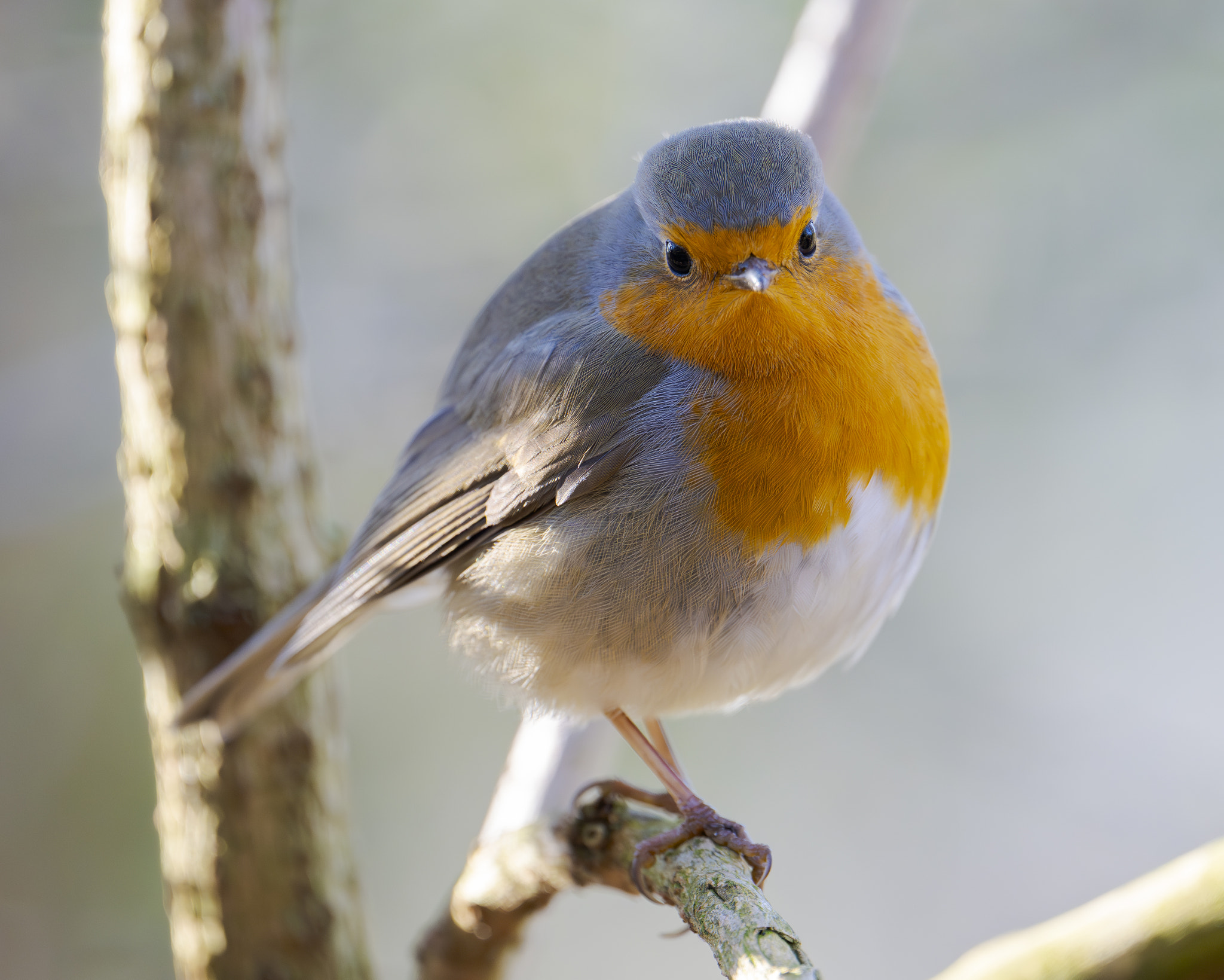 Small Bird Perches on Branch, Symbolizing Fragility and Natural ...
