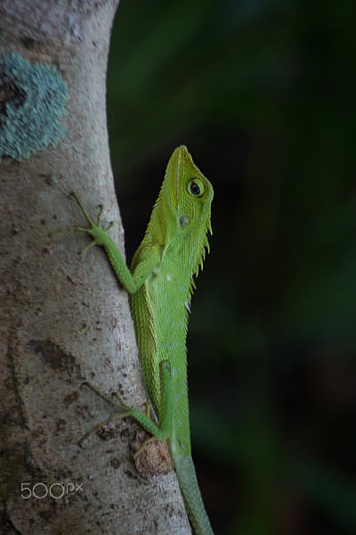 Green Lizard Blends with Bark Symbolizing Camouflage and Natural ...