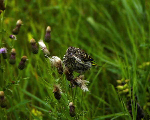 Pine Siskin eating a snack by David Bustos | 500px