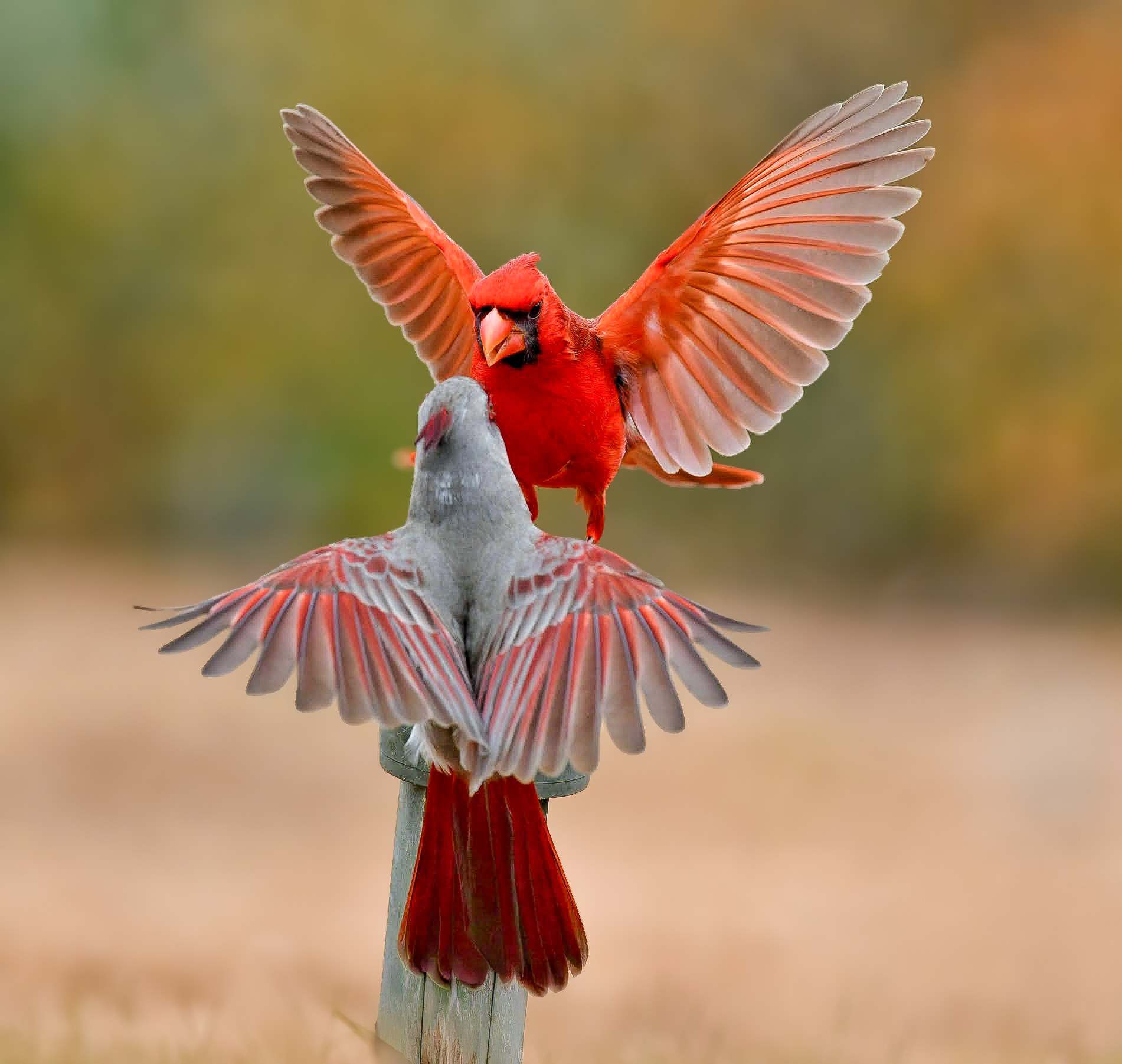 Two Birds Display Affection and Interconnectedness in Nature | nature ...