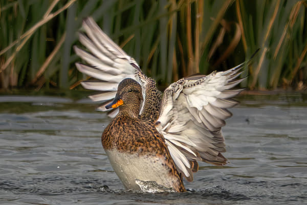 An angel duck by H.A. Steehouwer | 500px