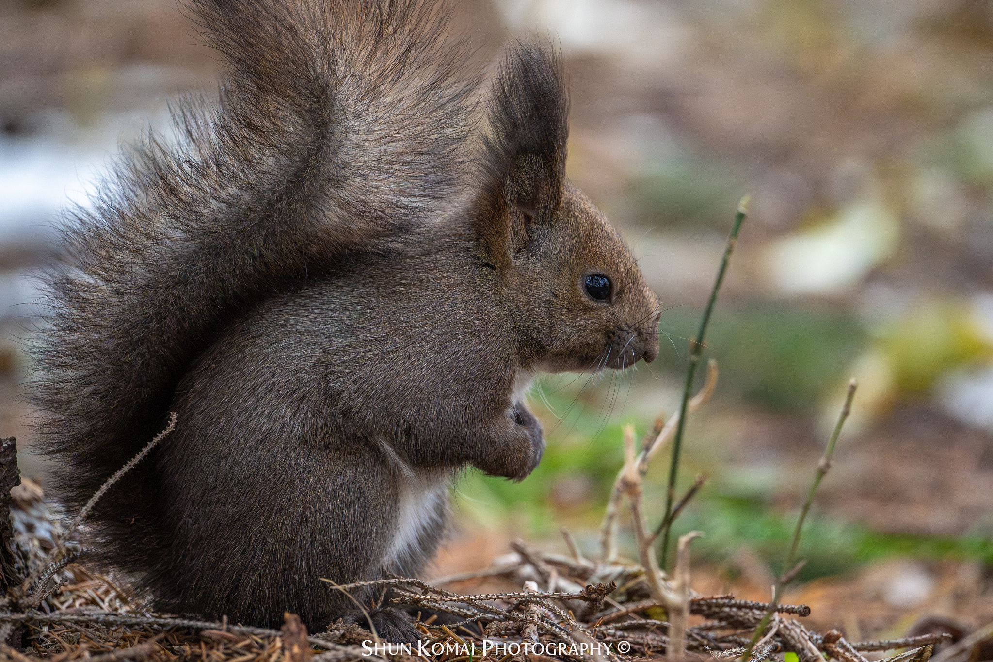 Alert Squirrel Pauses in Nature Reflecting Awareness and Instinct ...