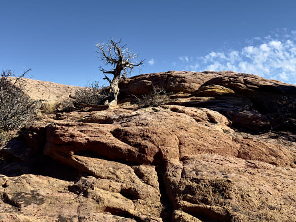 Ancient Tree on Rocky Terrain Symbolizing Resilience and Endurance ...