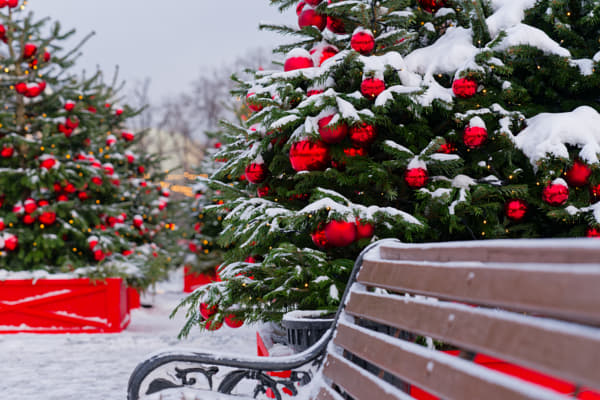Snow-Covered Christmas Trees with Red Ornaments Radiating Festive Cheer ...