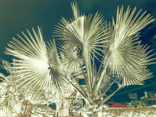 Inverted Color Fan Palm Tree by _ Solucyfer | 500px