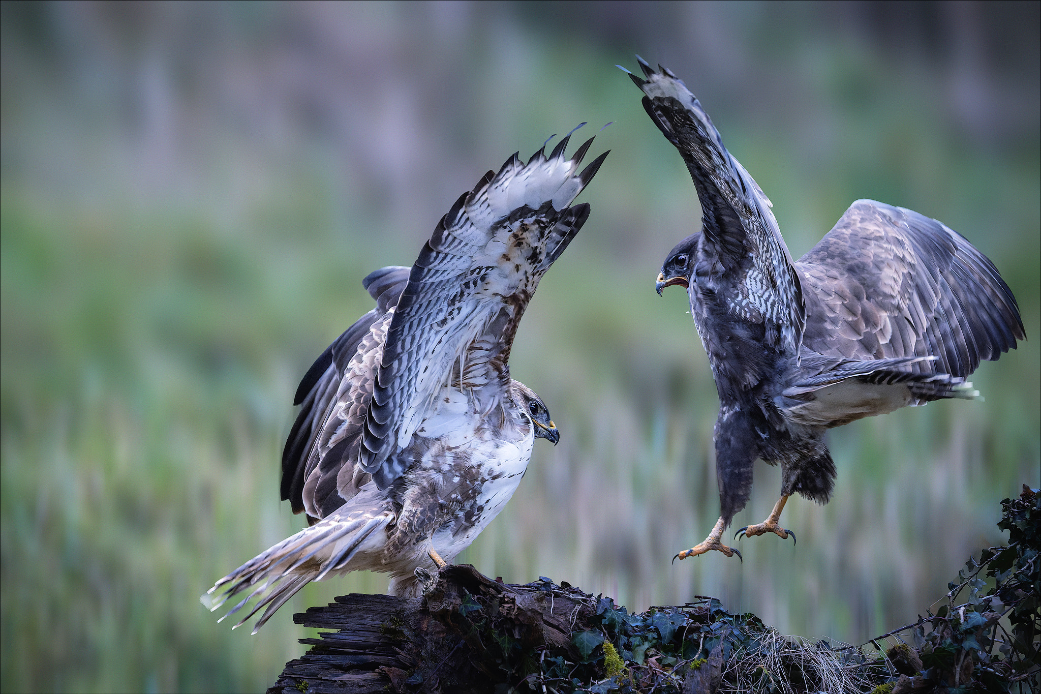 Birds Engage in Dynamic Interaction Reflecting Wild Instinct | nature ...