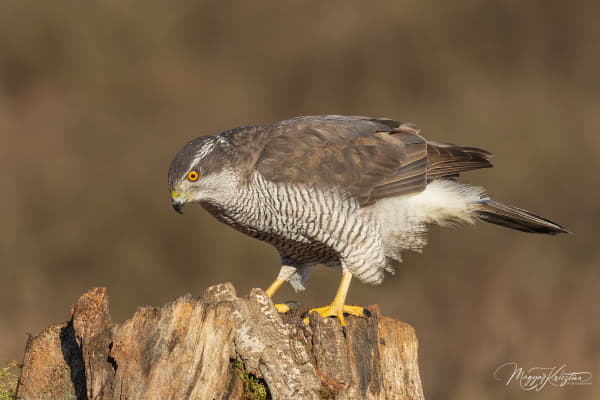 Hawk on Tree Stump Symbolizing Focus and Natural Predation | nature ...