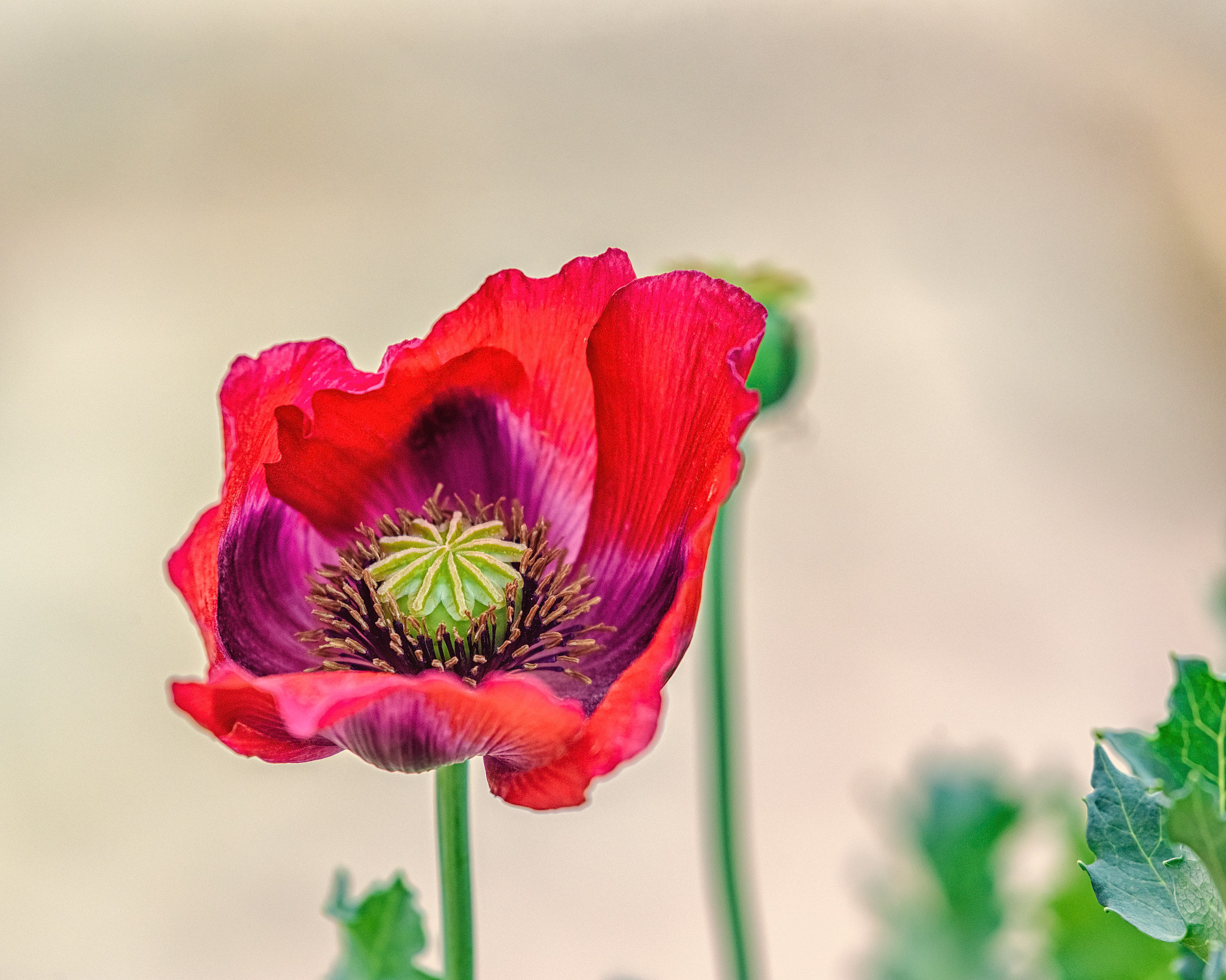 Vibrant Poppy Radiating Solitary Beauty and Life | nature photo by ...
