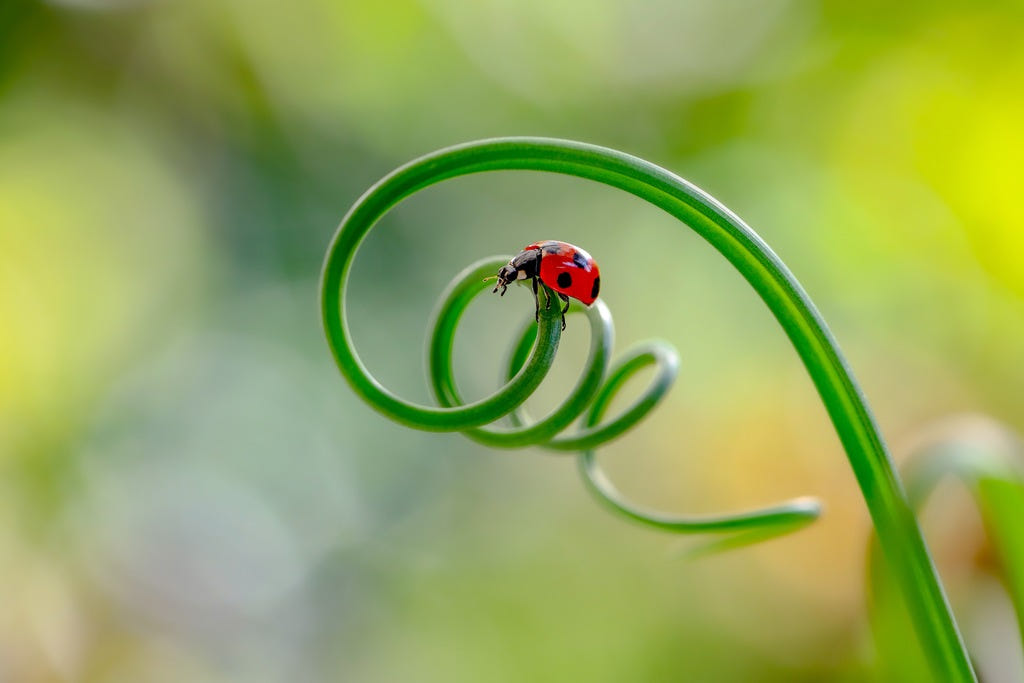 Ancient Ruins Embrace Nature Symbolizing Enduring Legacy | city photo ...