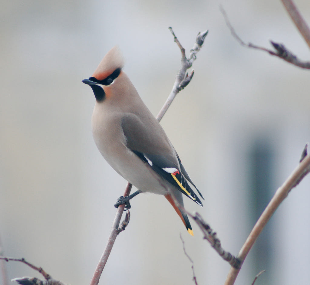 Curious youngster II by Xavier De Buyser | 500px