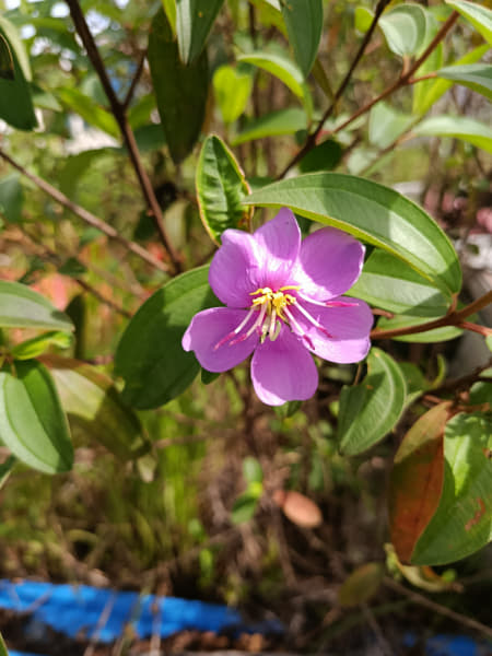 Purple Senduduk Flower (Melastoma malabathricum) in Natural Outdoor ...