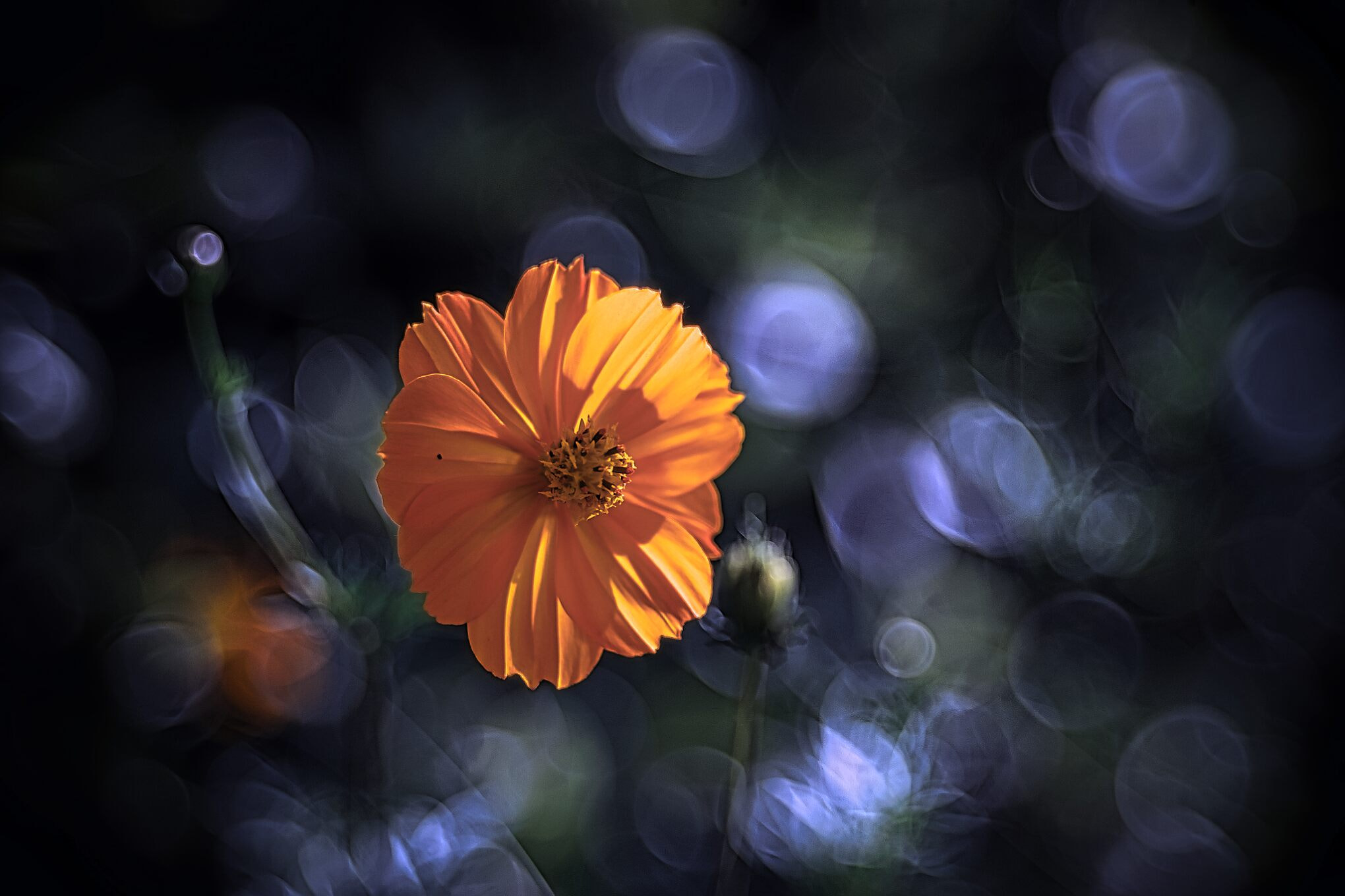 Vibrant Orange Flower Illuminating Hope and Delicate Beauty | nature ...