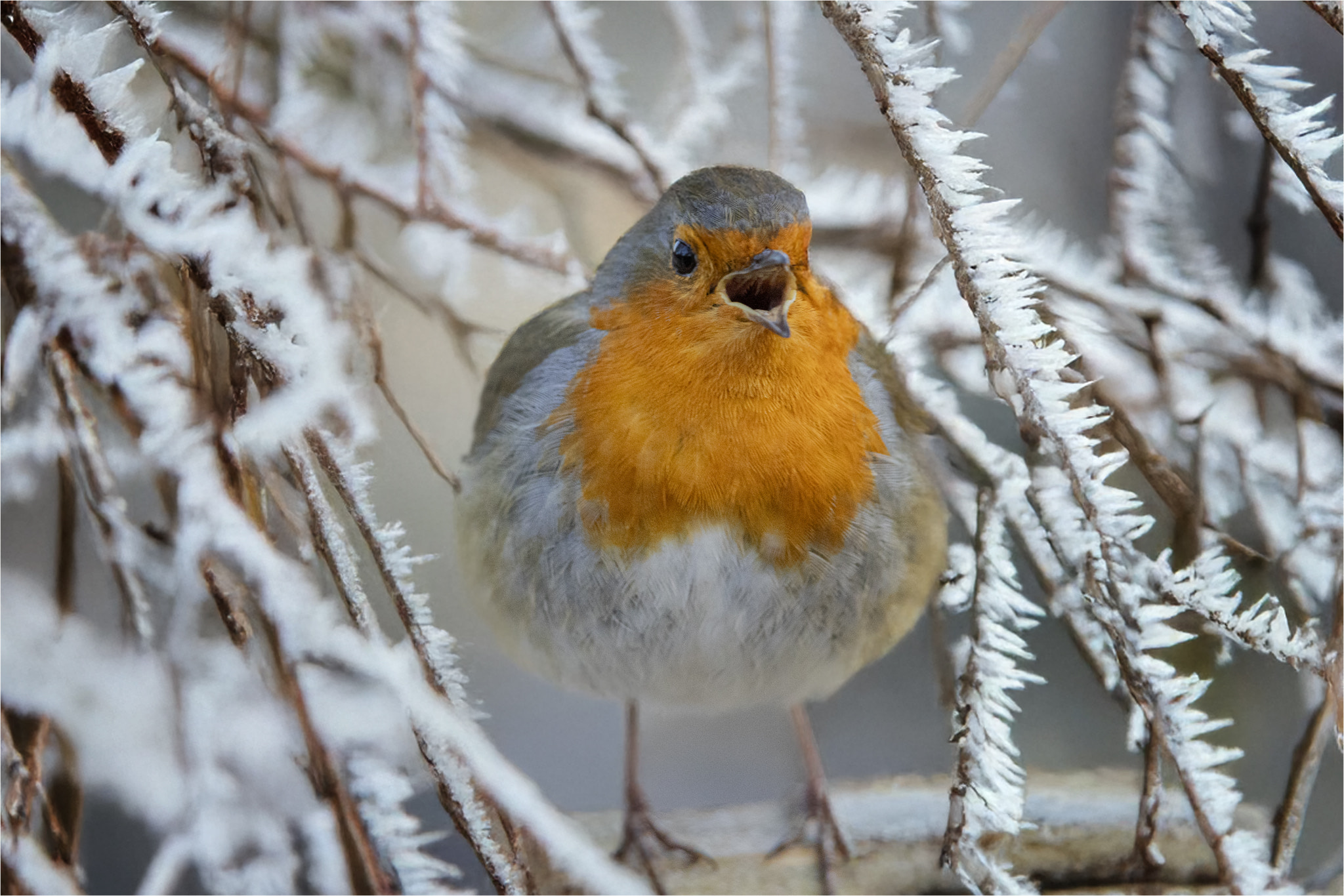 Robin Endures Winter's Embrace with Resilience | nature photo by Colin ...