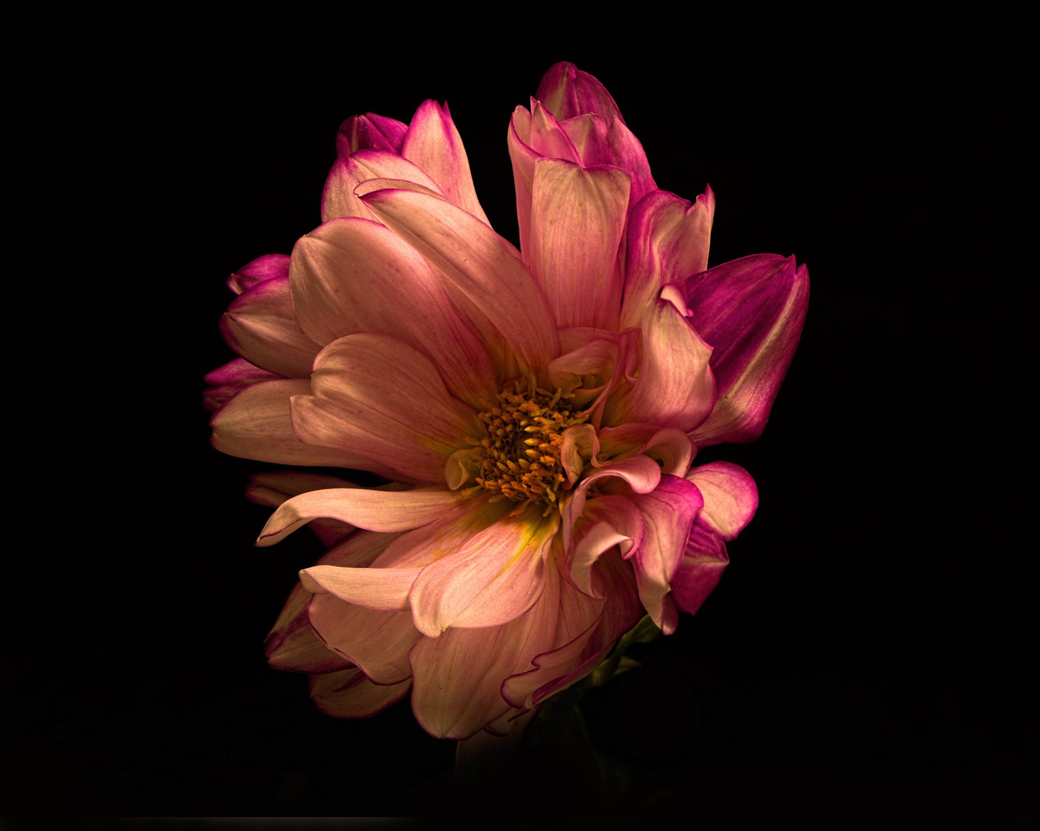 Vibrant Dahlia Blooms Radiating Delicate Beauty and Growth | nature ...