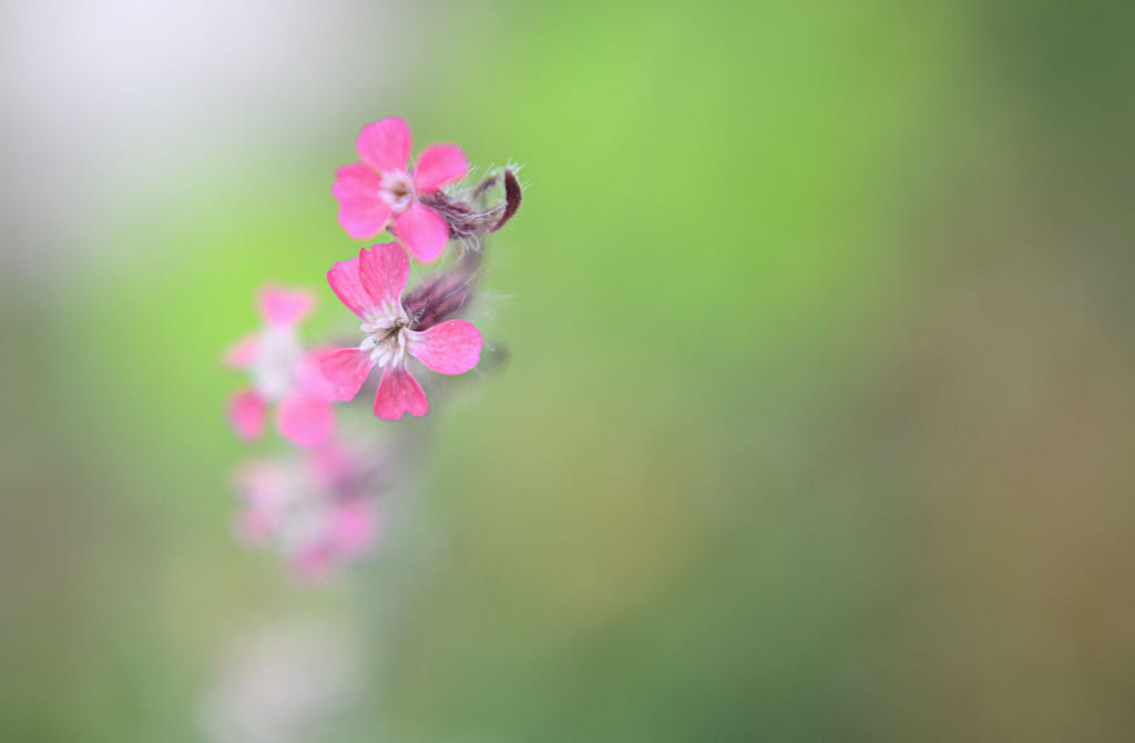 Kerri Taylor by SEVEN15 Photography | 500px