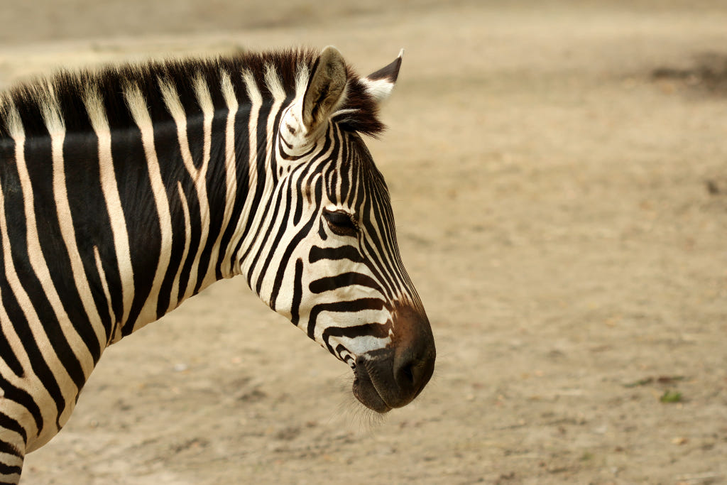 Julia by theia_ | 500px