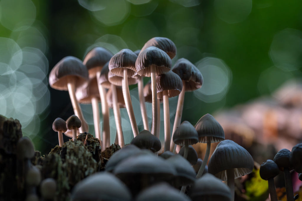 Growl by Holger Menzer | 500px