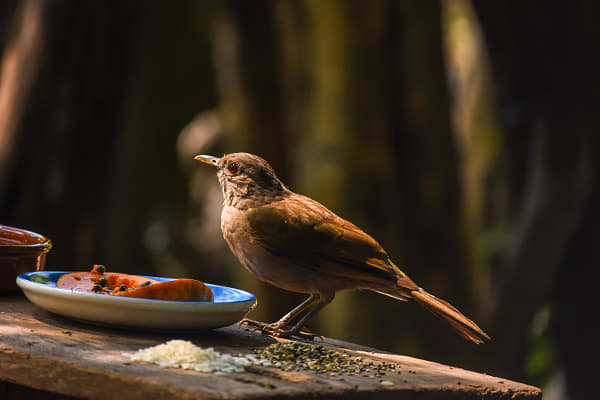 Small Bird Eating from Dish Portraying Simplicity and Gentle Sustenance ...