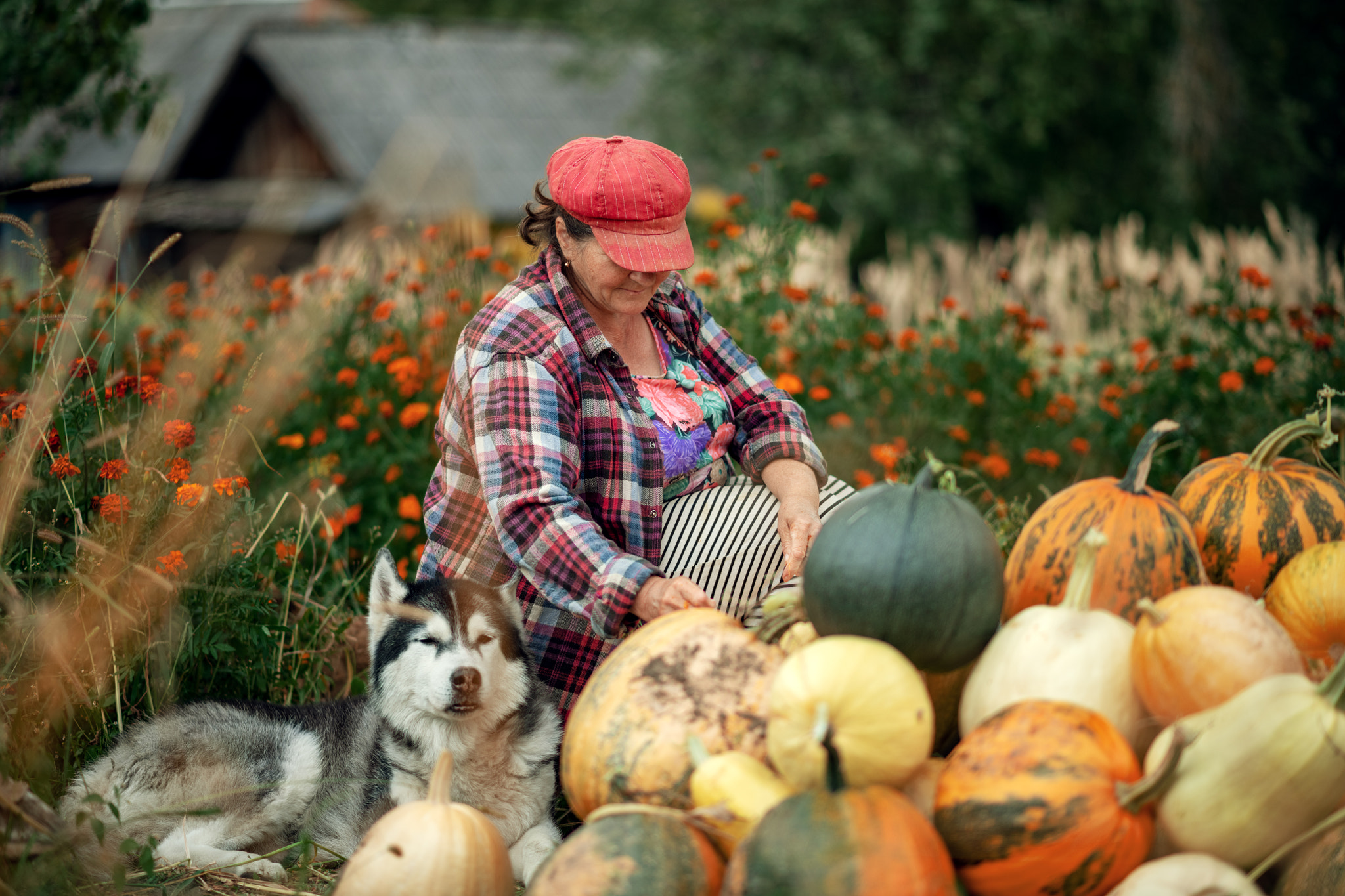 Harvest Abundance Displaying Seasonal Transition and Gratitude | people ...