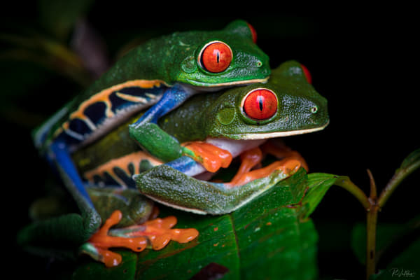 Vibrant Frogs Embracing on Leaf with Tropical Allure | nature photo by ...