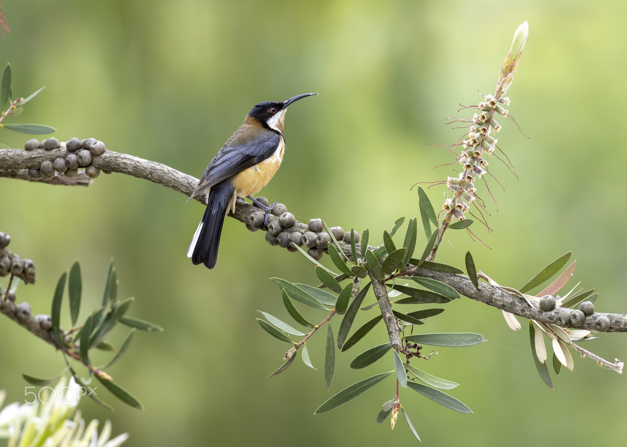 Small Bird Perches with Grace and Natural Poise | nature photo by ...