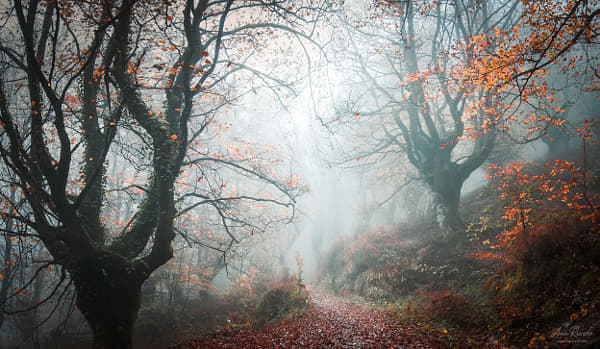 Misty Forest Evokes Ethereal Mystery and Somber Enchantment | landscape ...