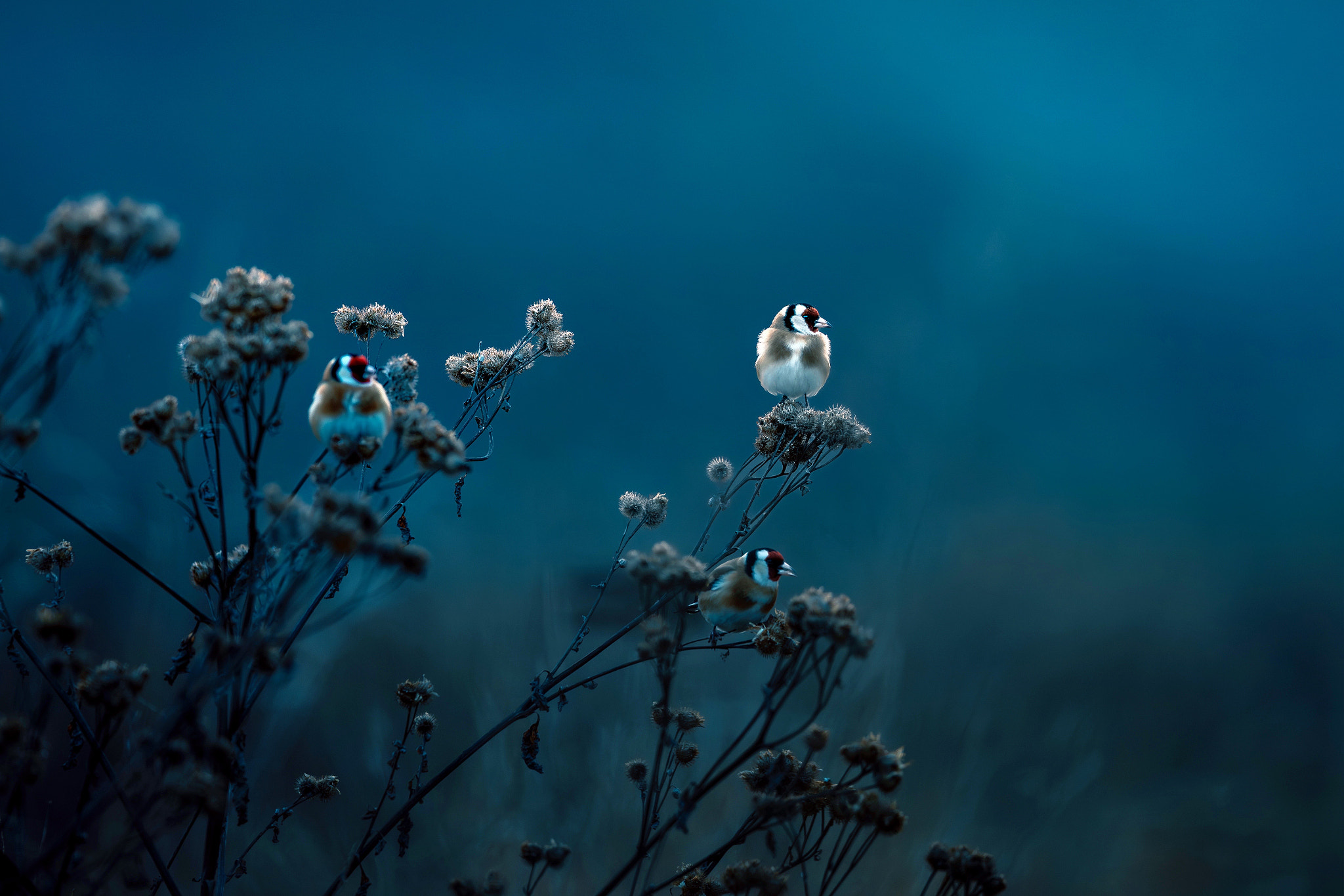 Delicate Birds on Branch Symbolizing Connection and Fragility | nature ...