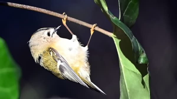 Small Bird Clinging to Branch Displaying Resilience and Delicate ...