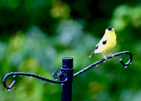 Goldfinch ! by Bernard C | 500px
