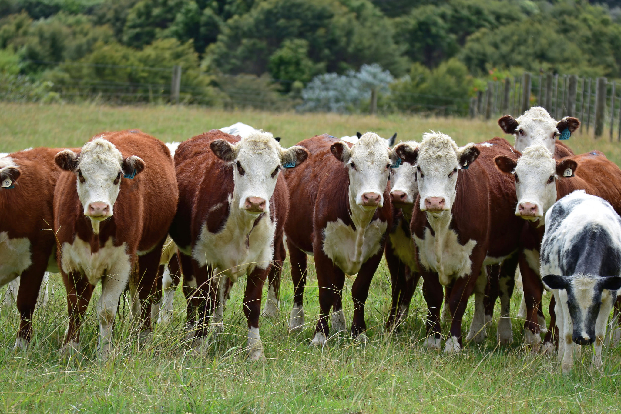 Herd of Cattle in Field Representing Community and Rural Life ...