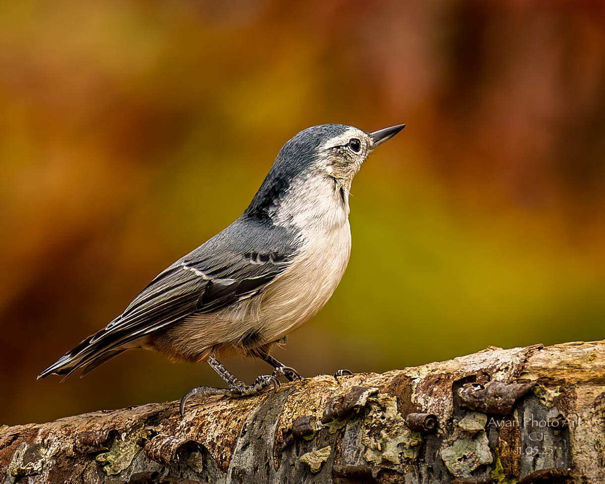 White Breasted Nuthatch - Female by Fran Czemerda Jr | 500px