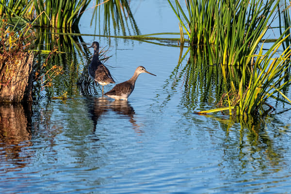 Wading Birds in Marshland Reflecting Tranquility and Natural Balance ...