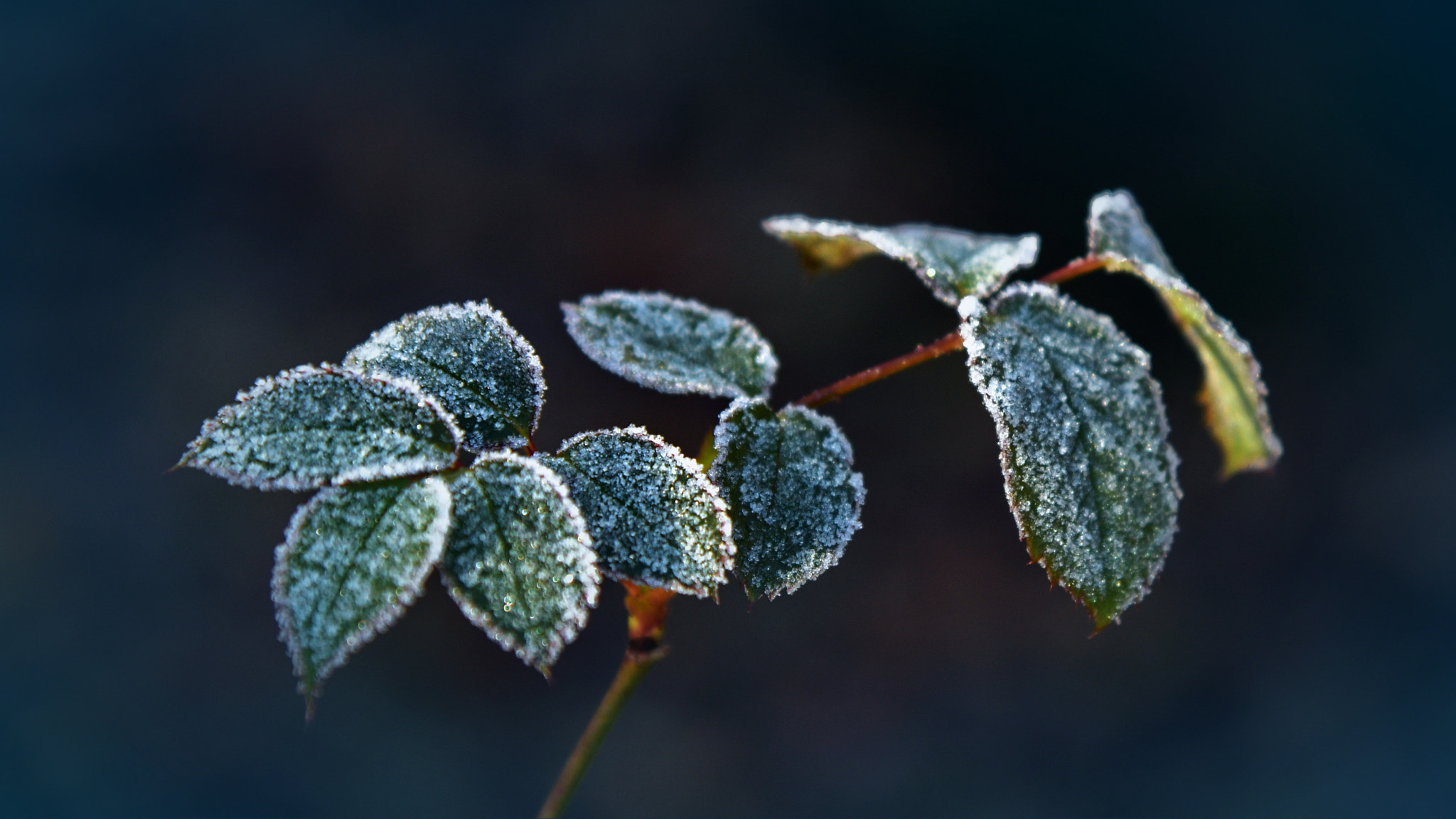 Frosted Leaves Illustrating Resilience and Delicate Beauty | nature ...