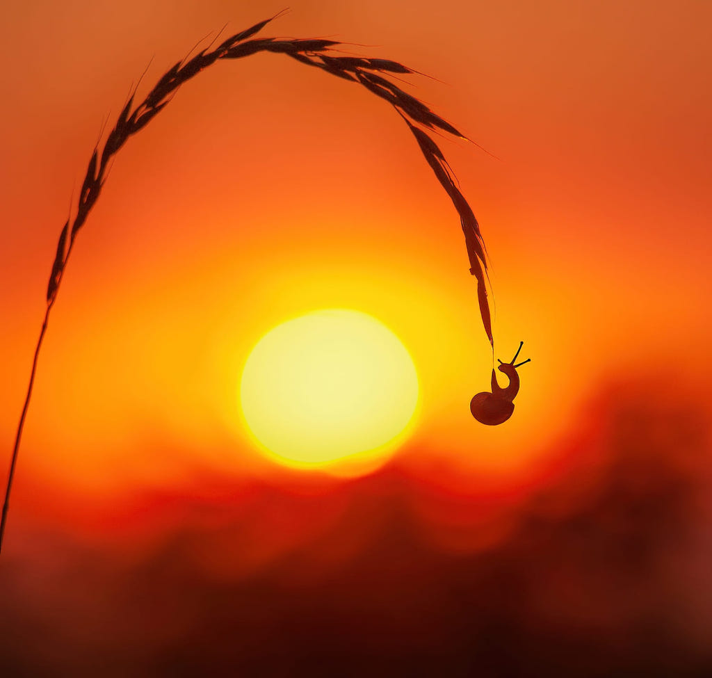 Elegant Woman in Luxurious Setting | people photo by Stefano Navarro ...