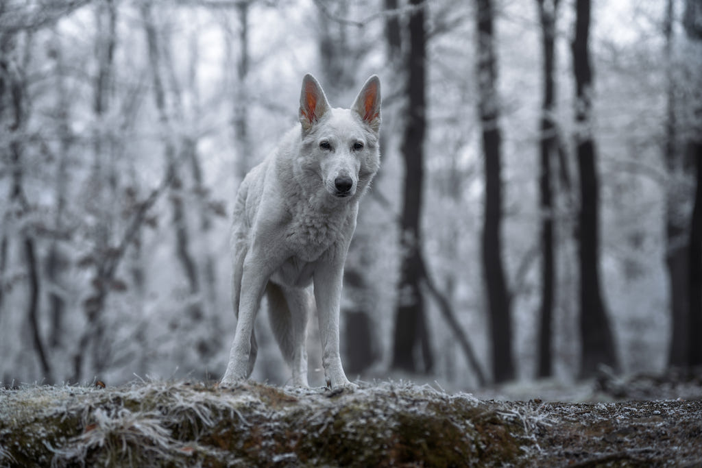 The Red Vented Bulbul bird by Sagariya Mosses | 500px
