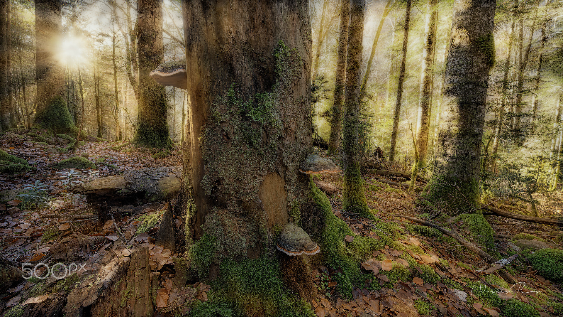 DEEP ROOTS by Narcís Ros | 500px