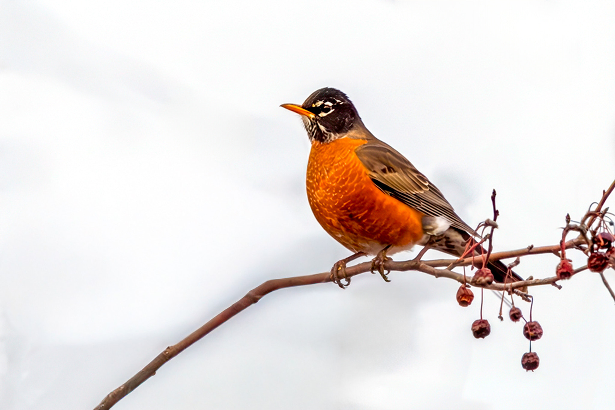 American Robin on a pretty branch by Anders Pagh Thomsen | 500px