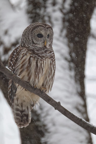 Wise Owl Observes Winter's Quietude and Natural Resilience by Sylvain ...