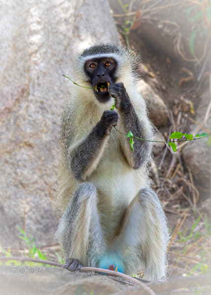 Curious Monkey Observing Its Surroundings Symbolizing Awareness and ...
