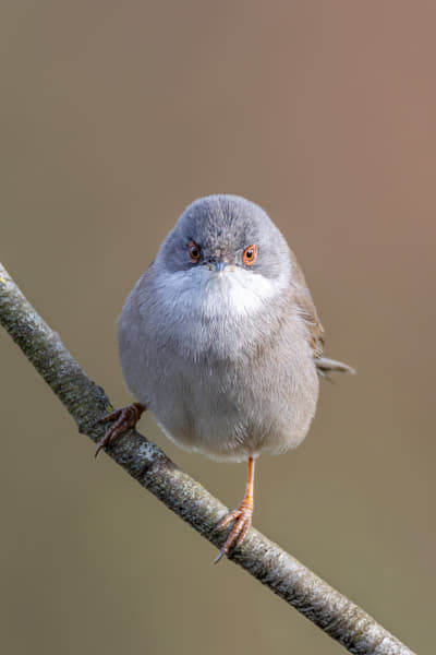 Small Bird Perched Displaying Delicate Balance | nature photo by daniel ...