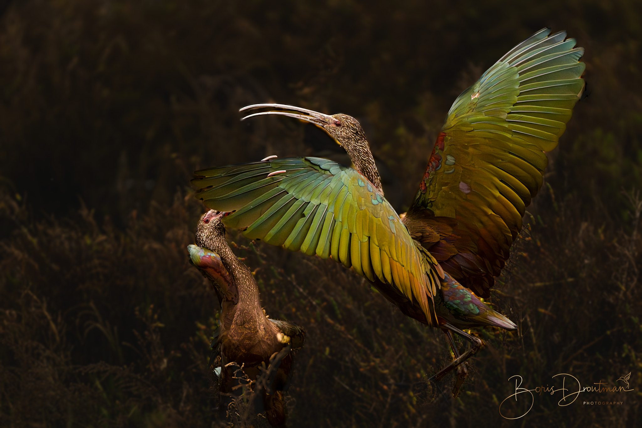 Vibrant Bird in Flight Representing Freedom and Natural Beauty | nature ...