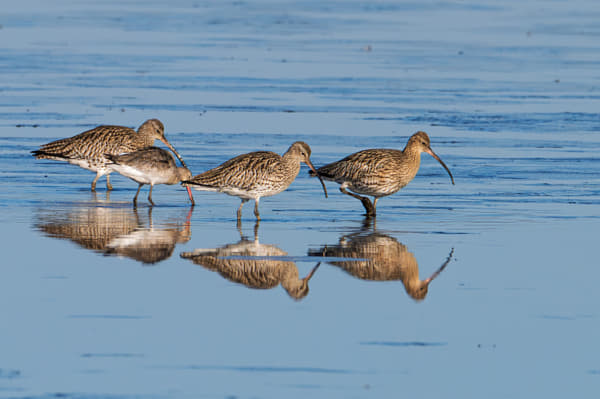 Shorebirds Foraging in Shallows Reflecting Harmony and Sustenance ...