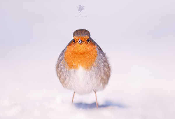 Fluffy Robin in Snow Capturing Innocence and Resilience | nature photo ...