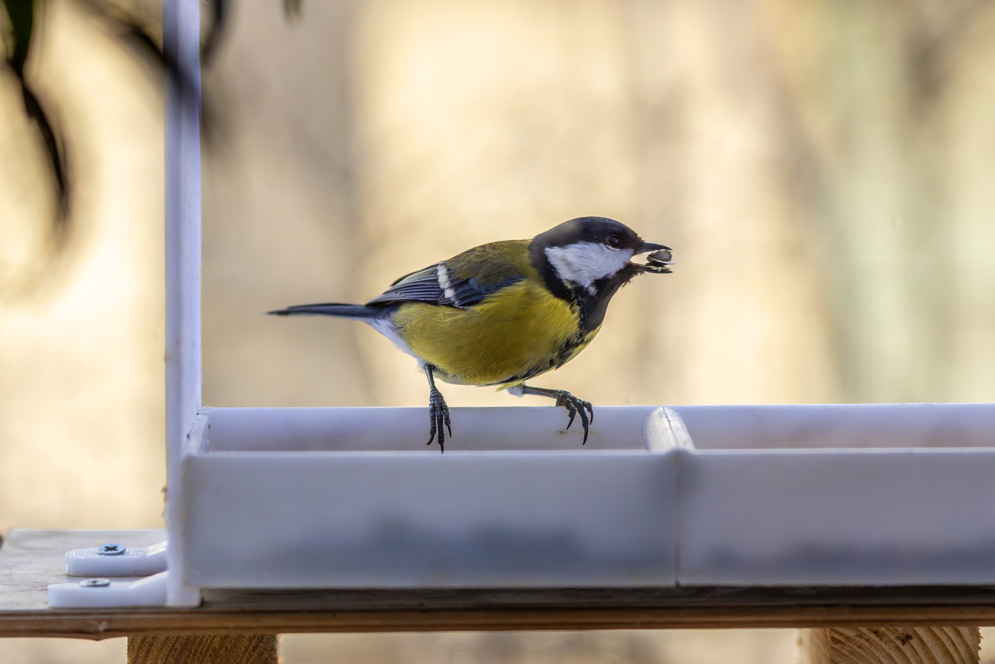 Small Bird Feeding Symbolizing Sustenance and Nature's Simplicity ...