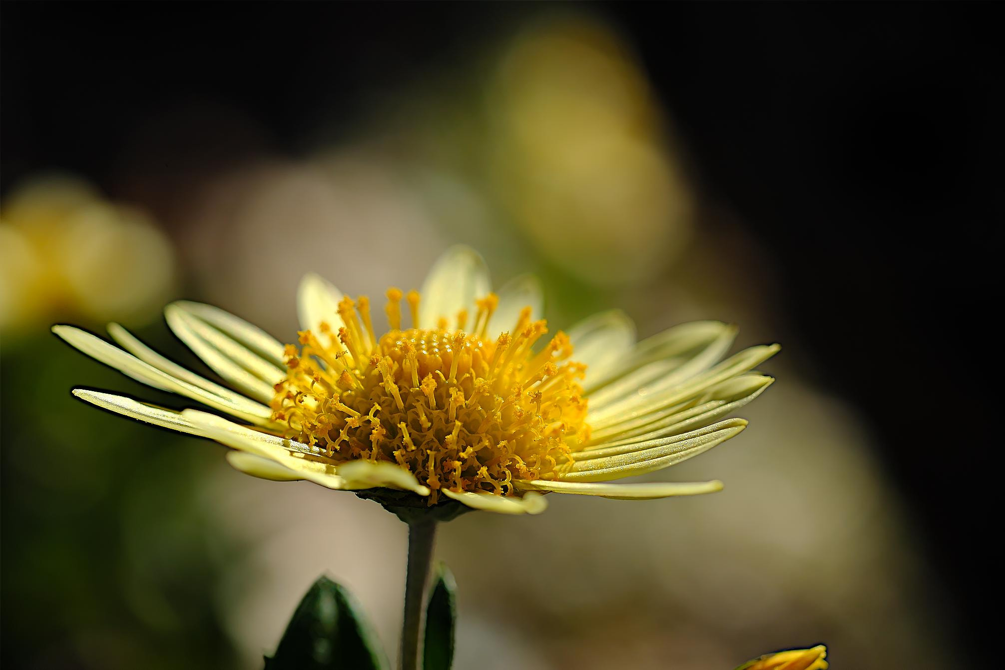 Golden Bloom Radiating Natural Serenity and Delicate Beauty | nature ...
