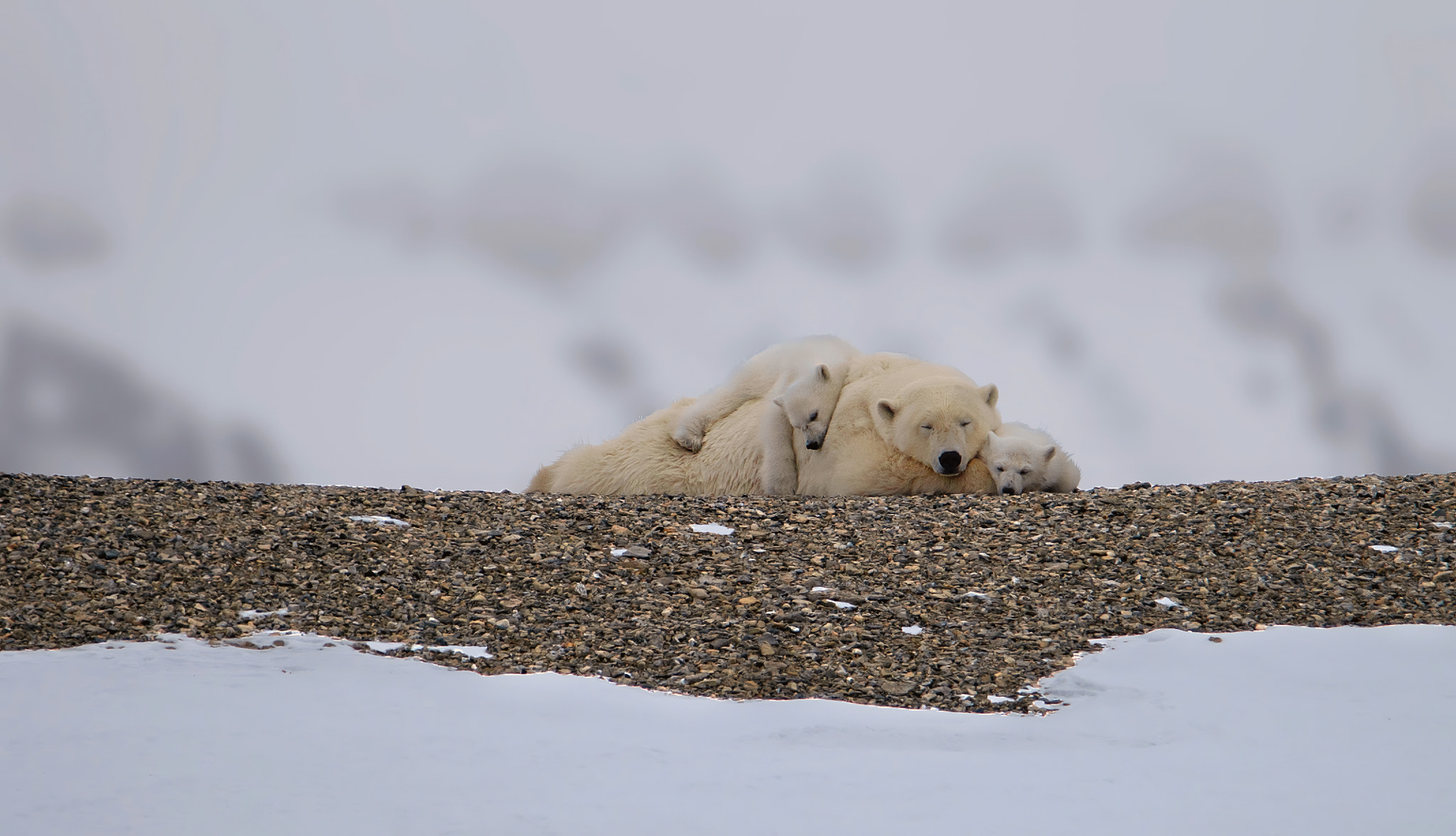 Polar Bear Cubs Resting Portraying Innocence and Vulnerability | nature ...
