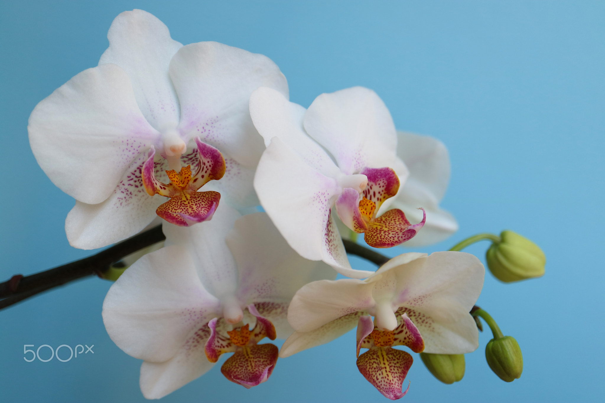 Delicate Orchids Blooming Symbolizing Purity and Serenity | nature ...